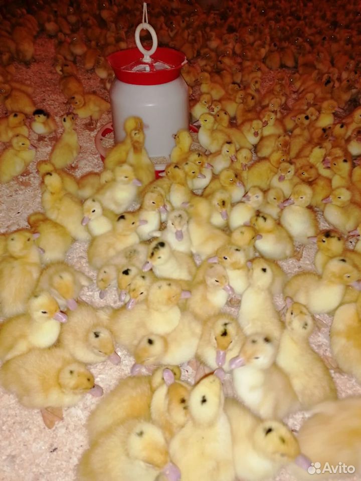 Утка Мулард Стар 53 7дней