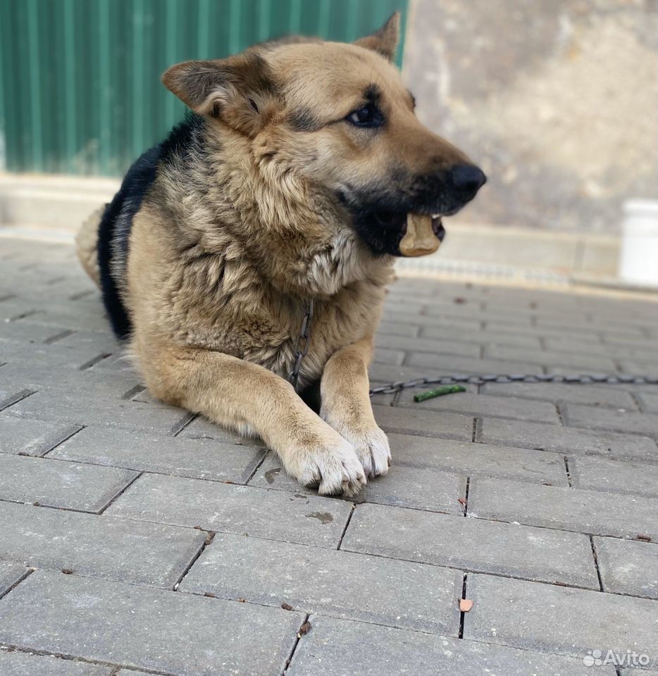 Собака