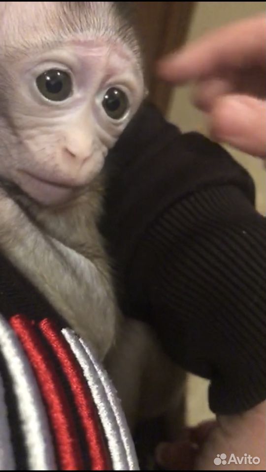 Обезьянка