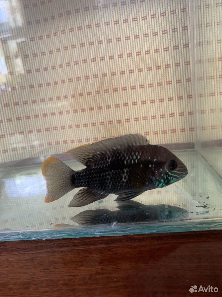 Бирюзовая акара