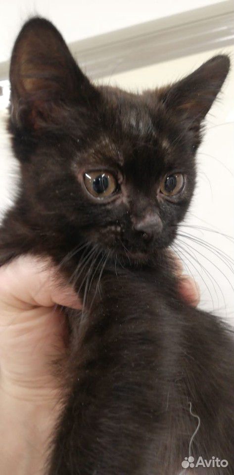 Черный кареглазый сверхласковый котенок мальчик в