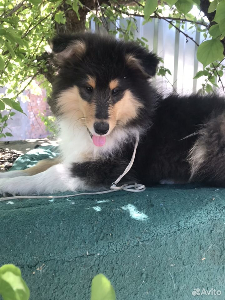 Очаровательные щеночки колли д/ш