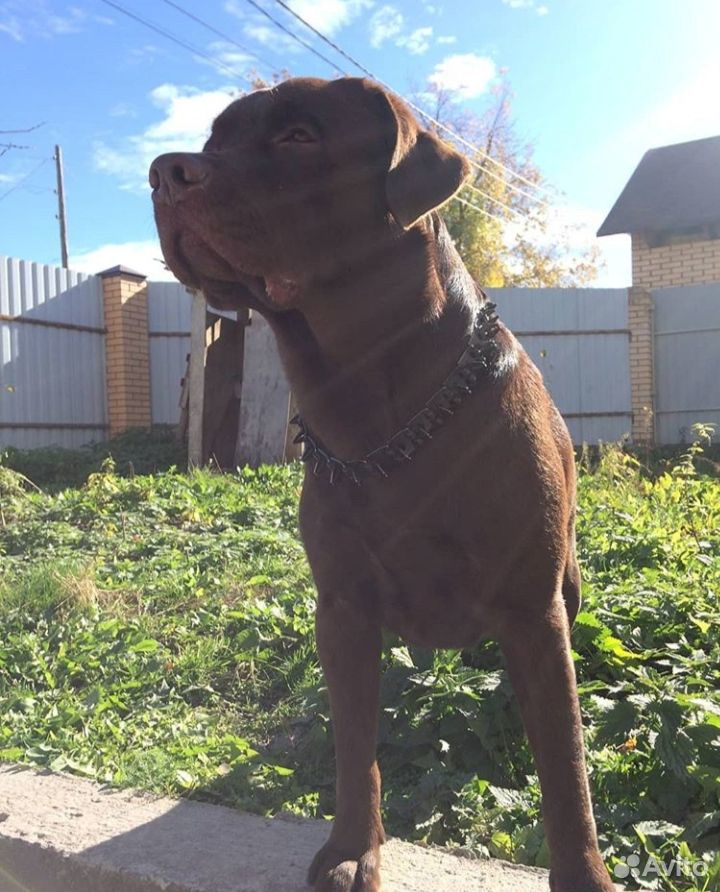 Вязка Лабрадор кабель шоколад