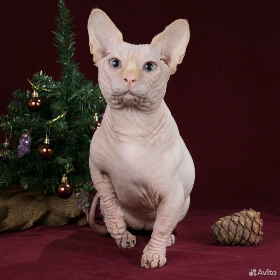 Вязка с бамбино