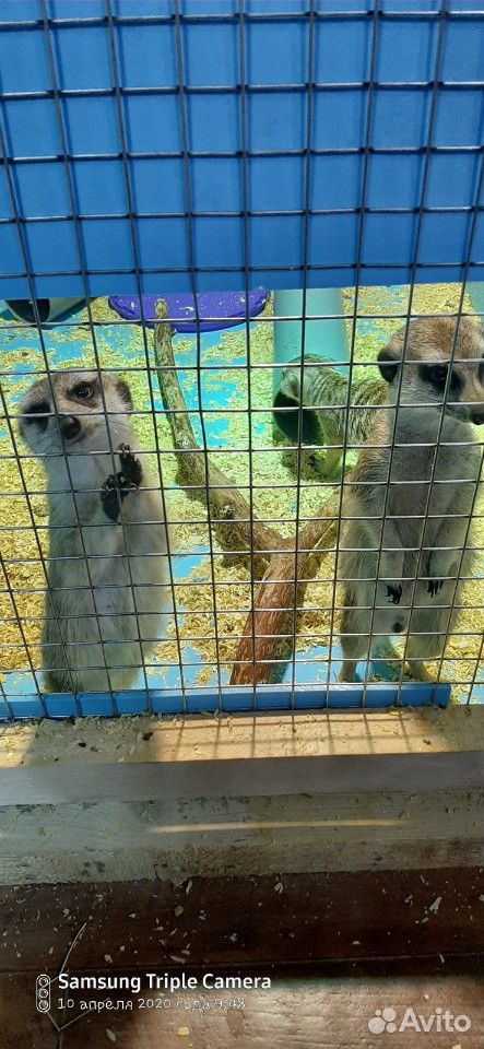 Всегда хотели завести Тимона есть шанс