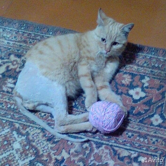 Жизнерадостный Лучик в добрые руки