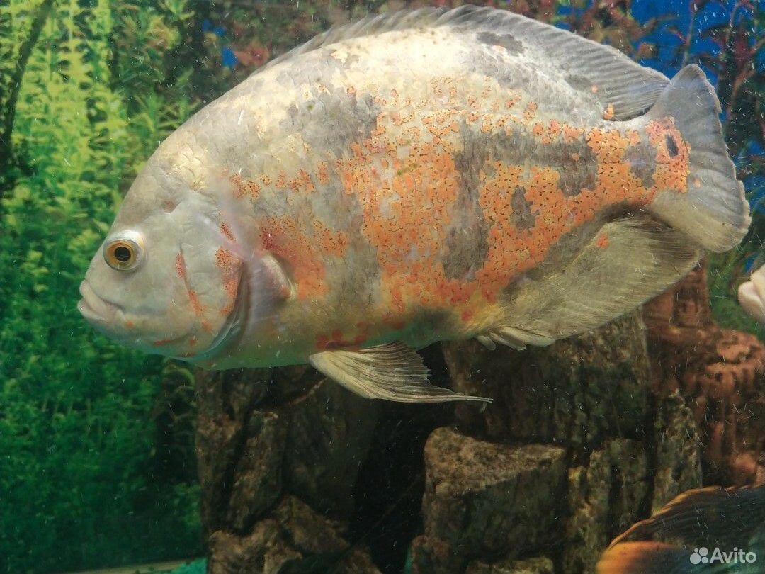 Цихлида. остронотус