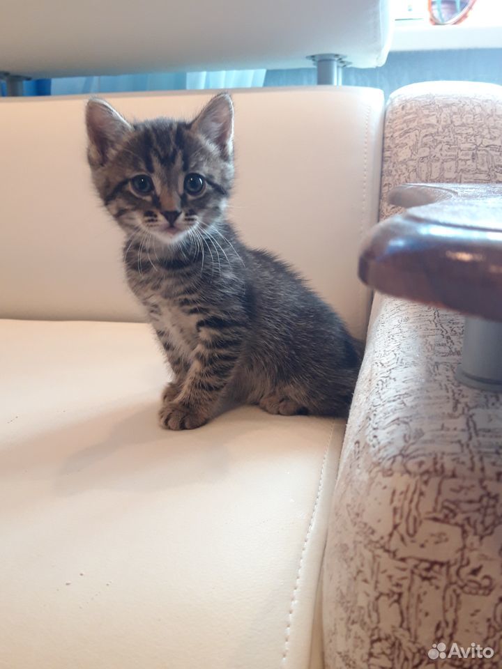 Котенок девочка 1.5месяца