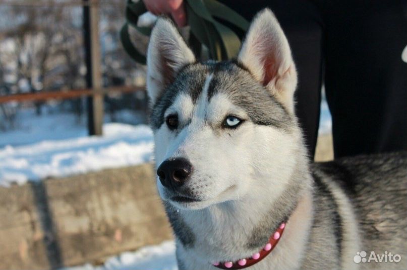 Сибирский хаски