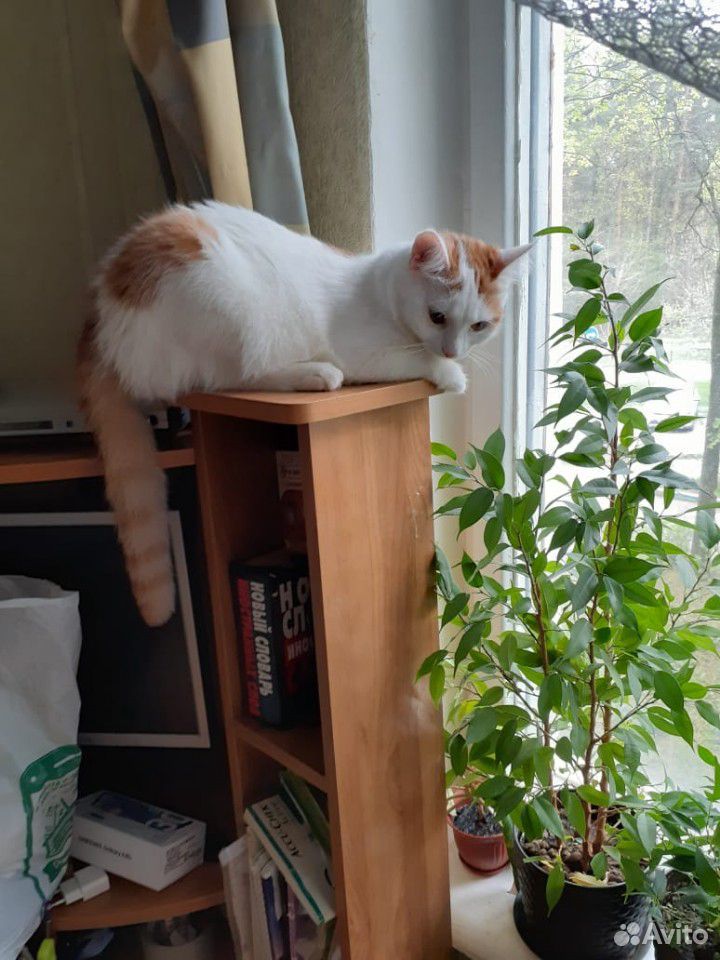 Ласковый очаровашка