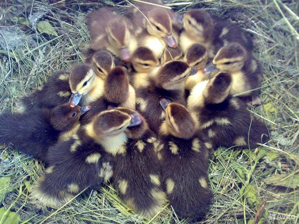 Индо утята суточные