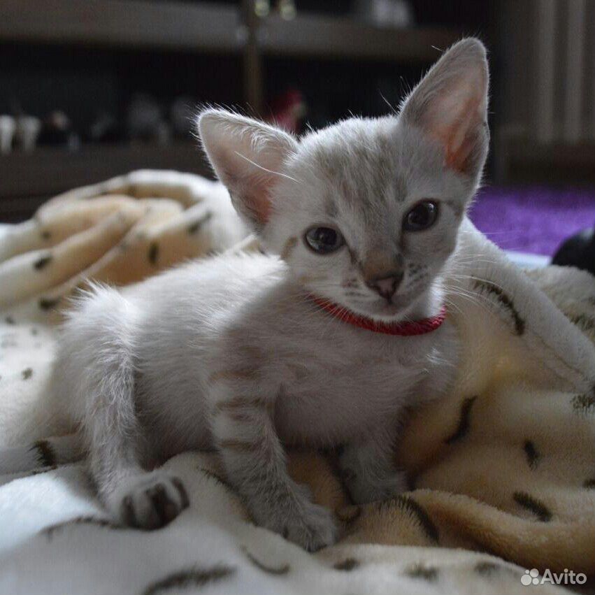 Кошечка 2мес