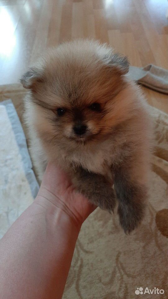 Шпице девочка