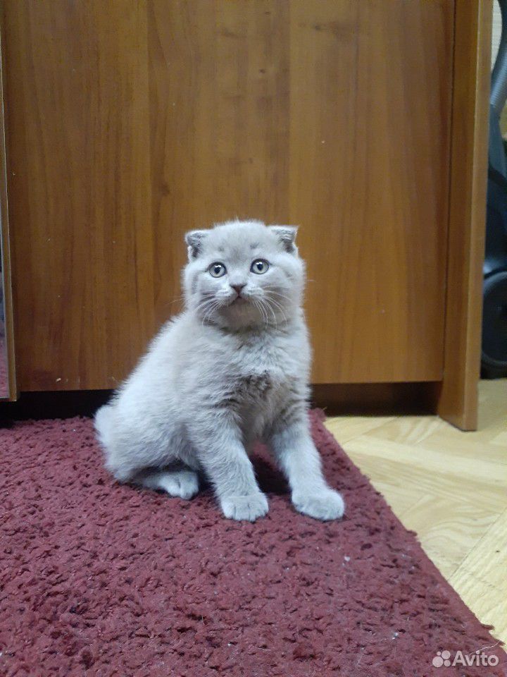 Шотландская