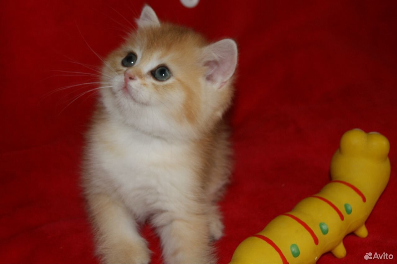 Золотой британчик