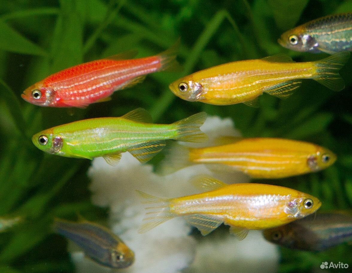 Отдам рыбок данио