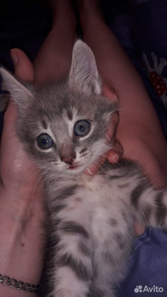 Отдам кошечку в хорошие руки