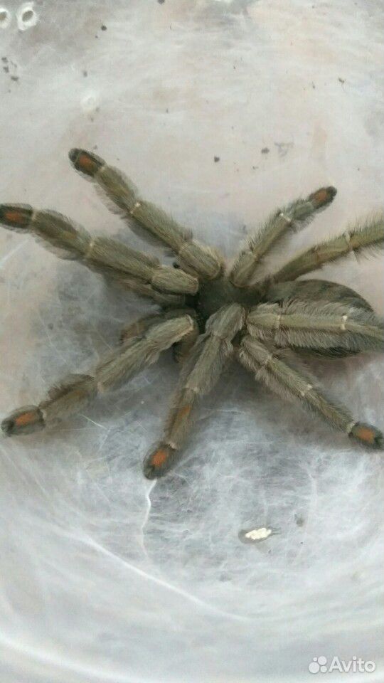 Пауки-птицеедыPsalmopoeus cambridgei