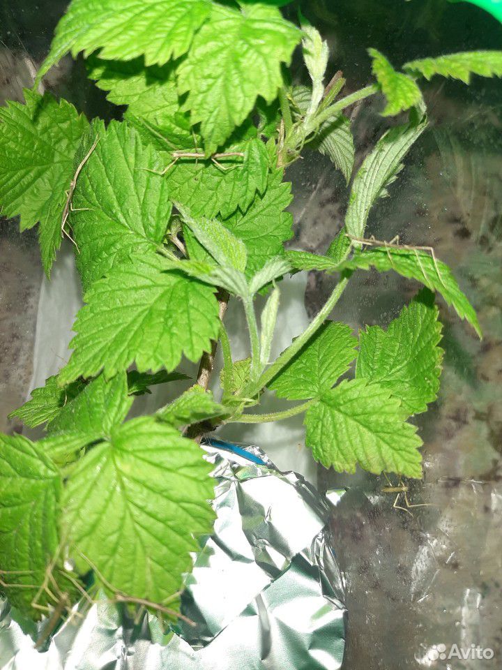 Палочники аннамские