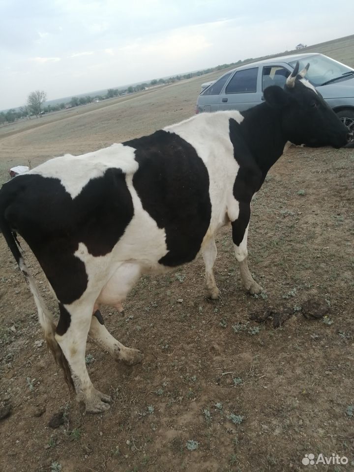 Продам корову