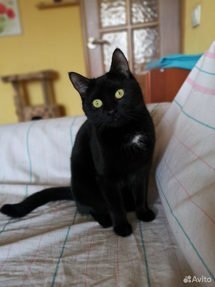 Котик ищет передержку или дом