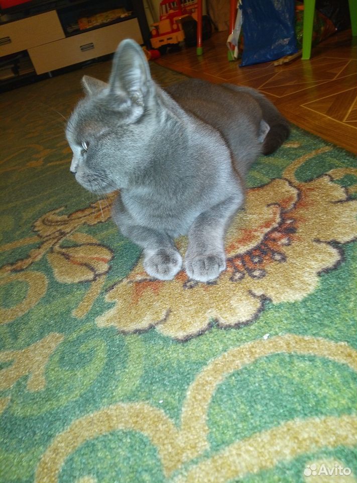 Британские котята