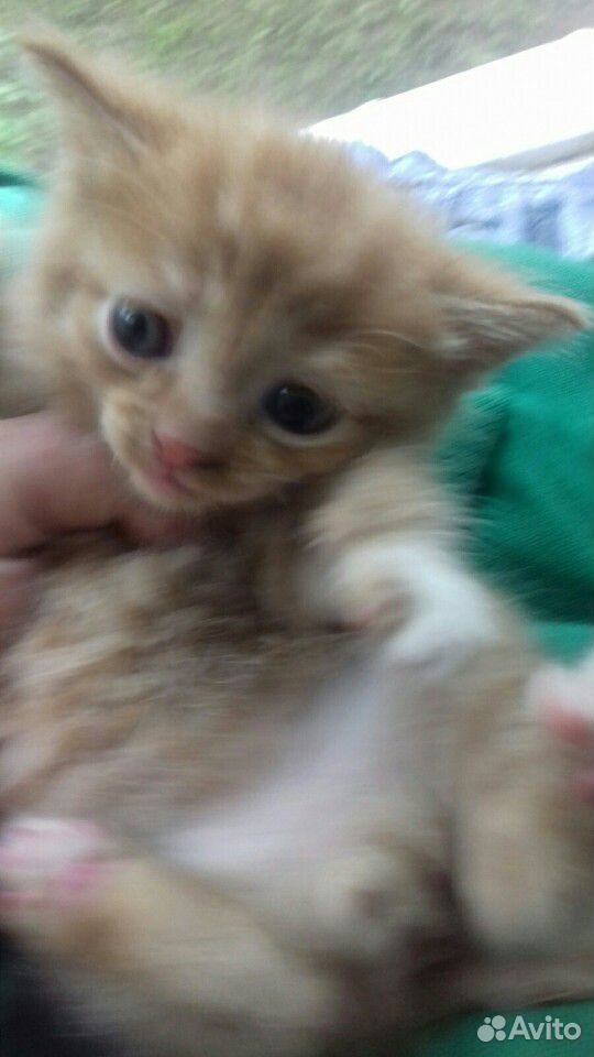 Котик рыжий полосатый 1 мес