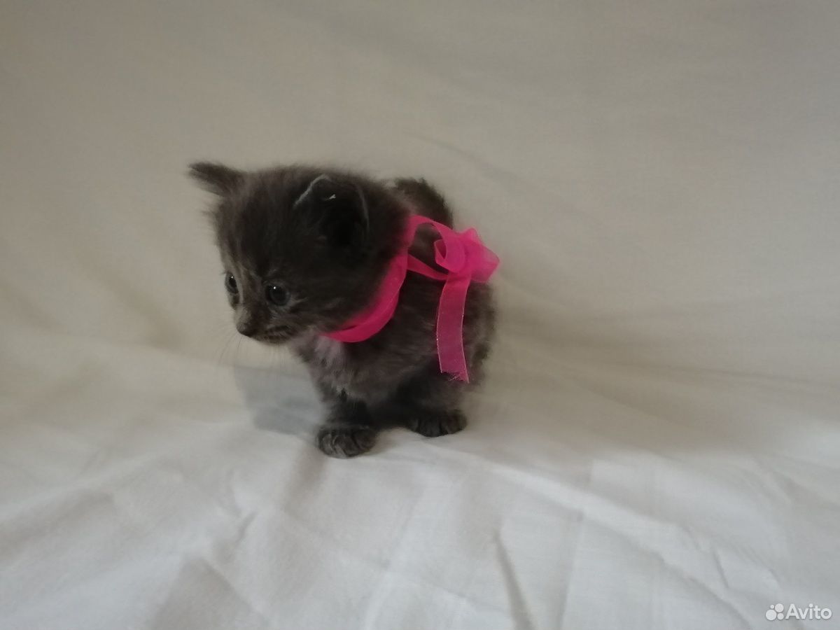 Котенок в добрые руки