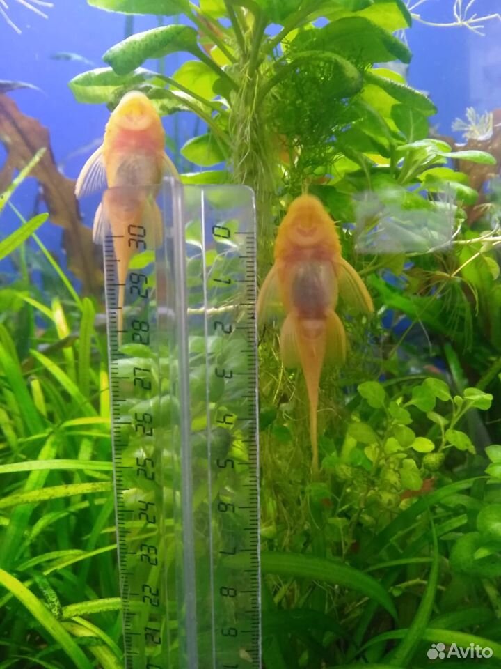 Анциструс Золотой - сомик