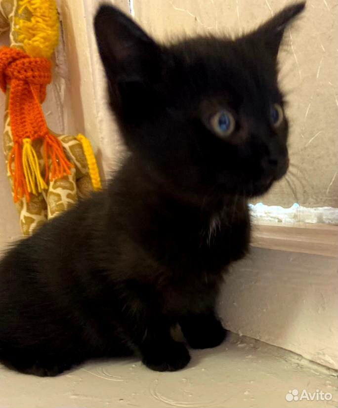 Маленький чертенок хочет домой