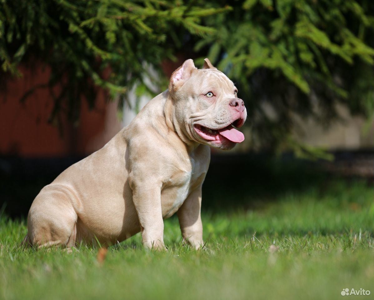 Американский Булли Мальчик Лиловый Мерль