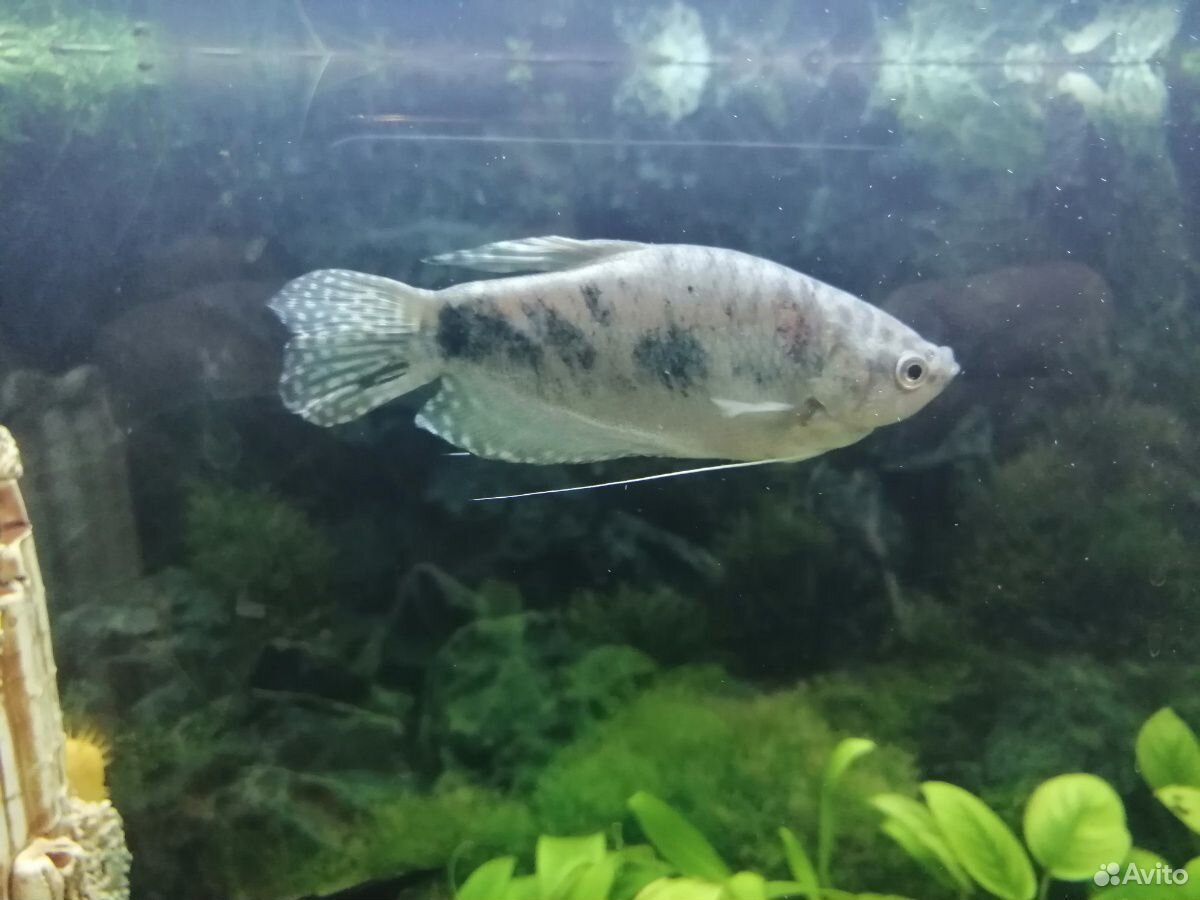 Скалярия чёрная (крупная), 2 гурами (м+ж)