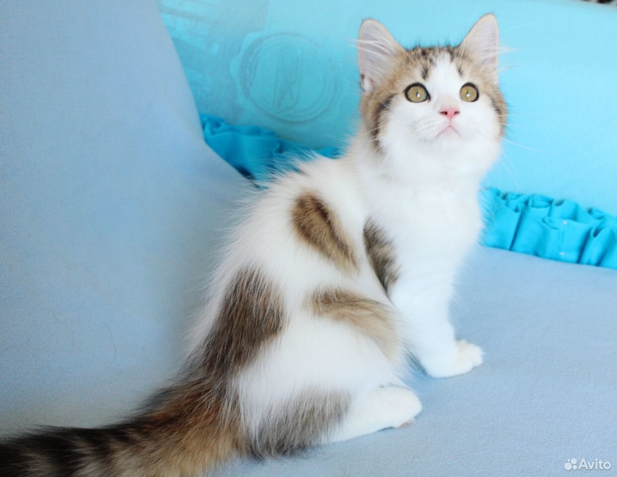 Шотландские котята.Котик