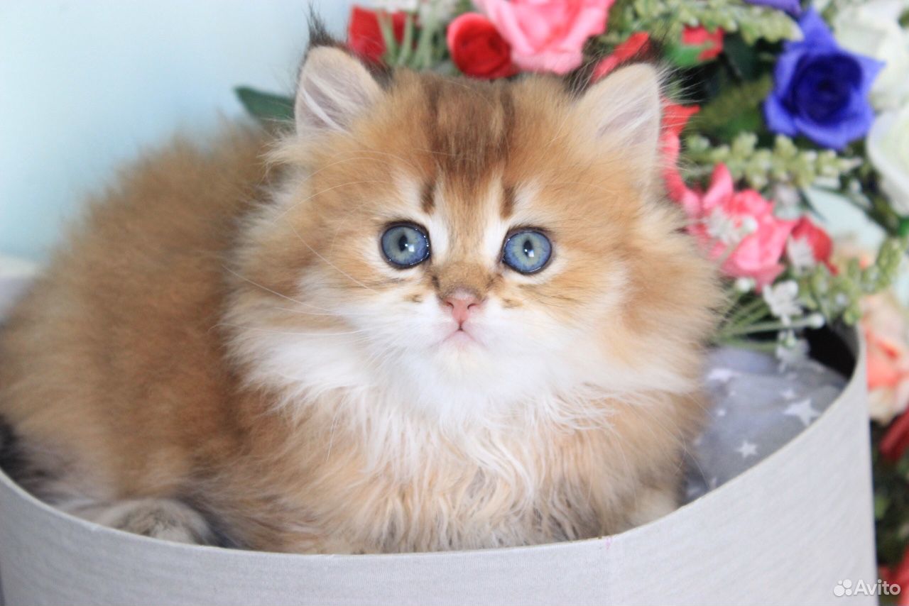 Длинношерстные золотые котята
