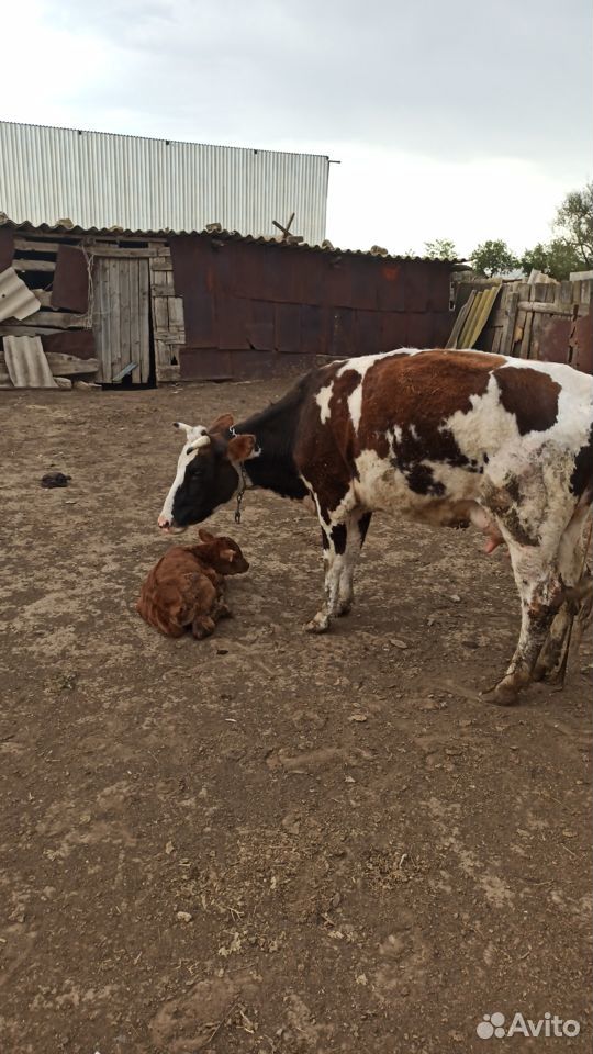 Корова с бычком