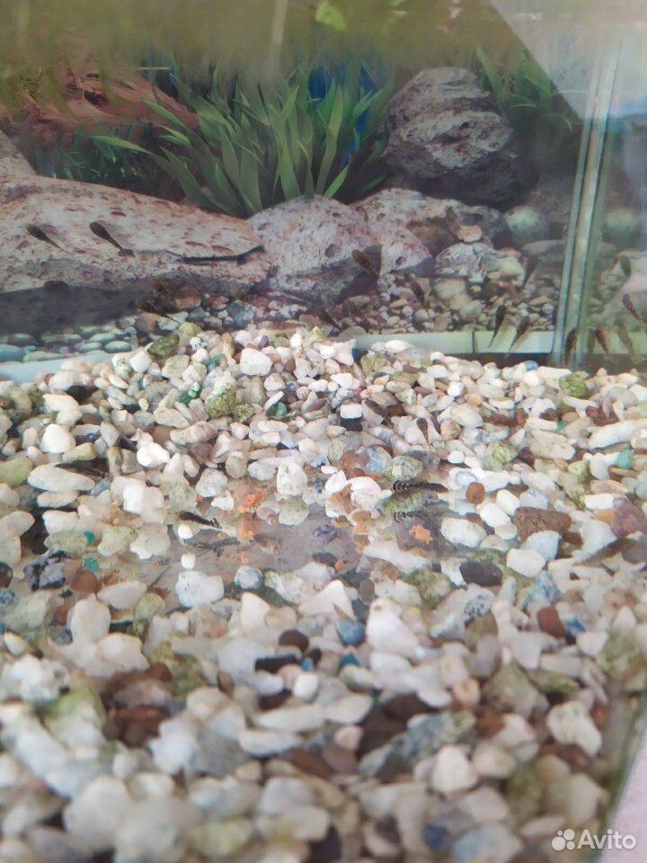 Сомики вуалевые