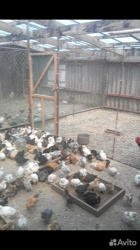 Цыплята суточные, подрощенные