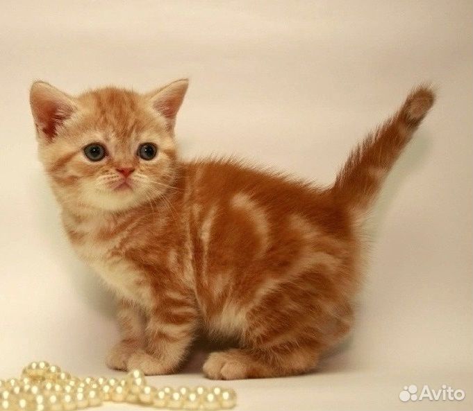 Британец красный мрамор Монти