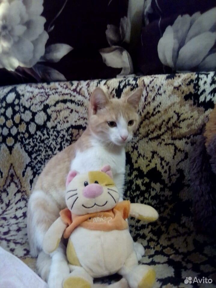 Котята Кузя и Фифа