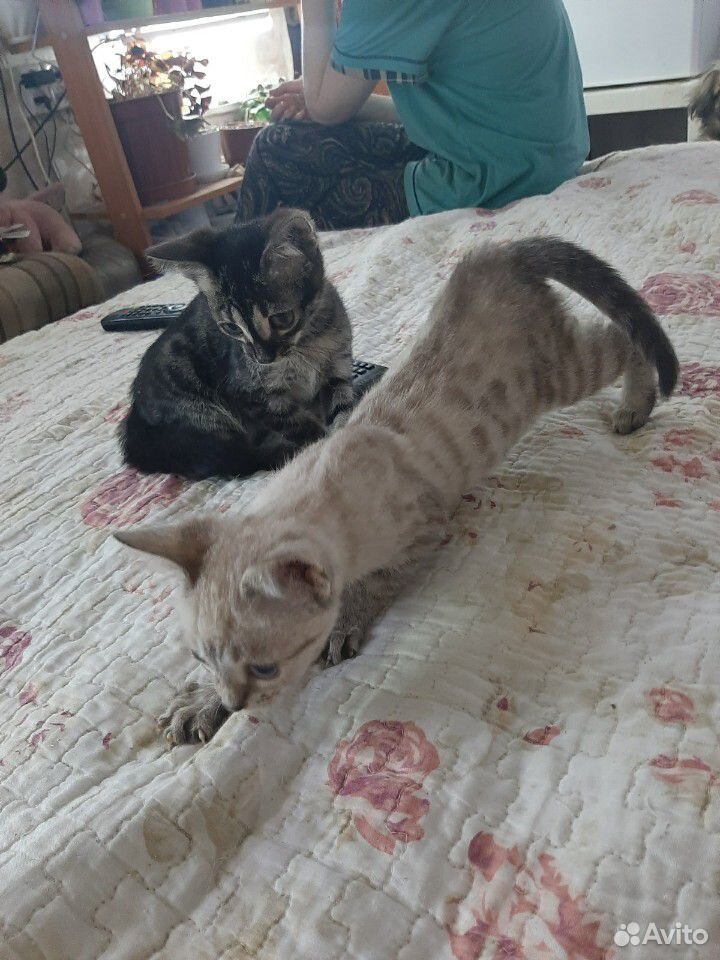 Бенгальские котята редкого окраса