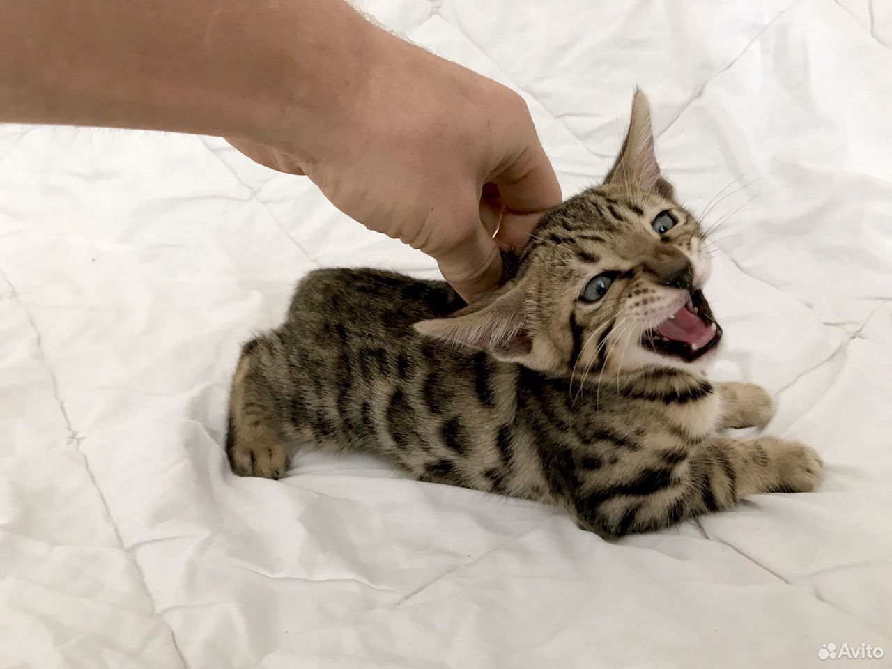 Бенгал котёнок мальчик