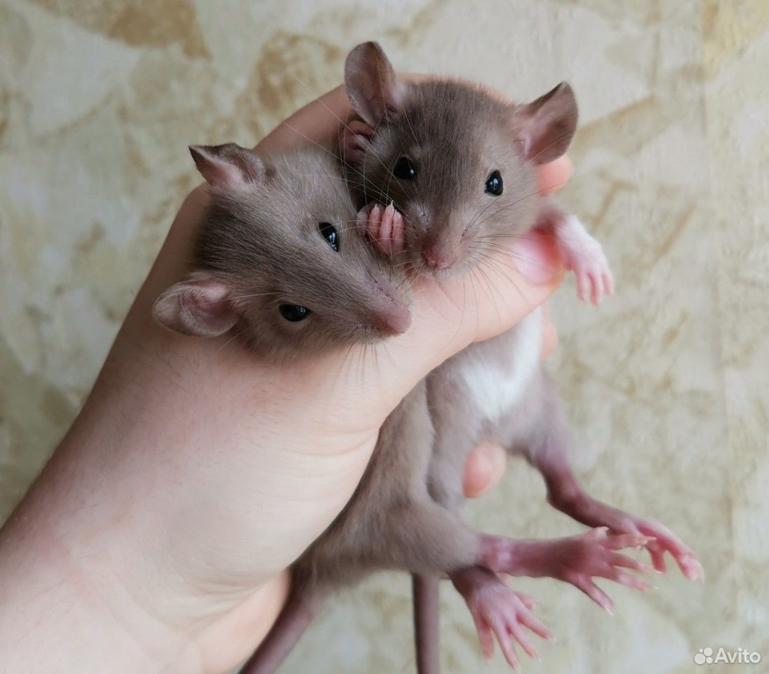 Крысята Бурмиз Сиам