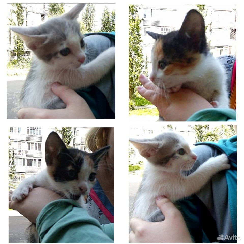 Роджер и его команда ищут любящих хозяев