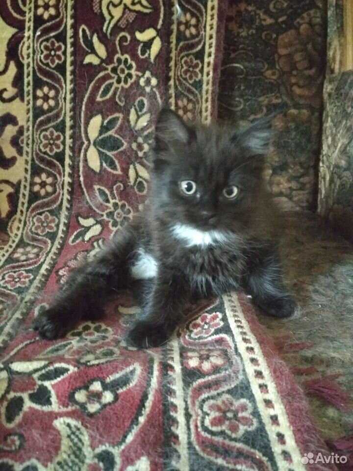 Котенок-милаха