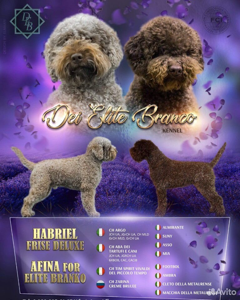 Щенки Лаготто Романьоло