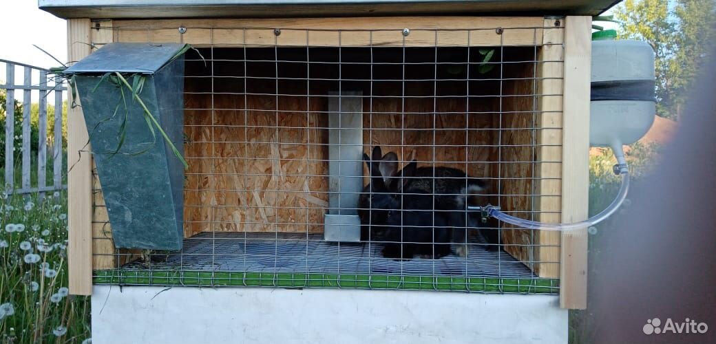 Кролик на лето, в аренду