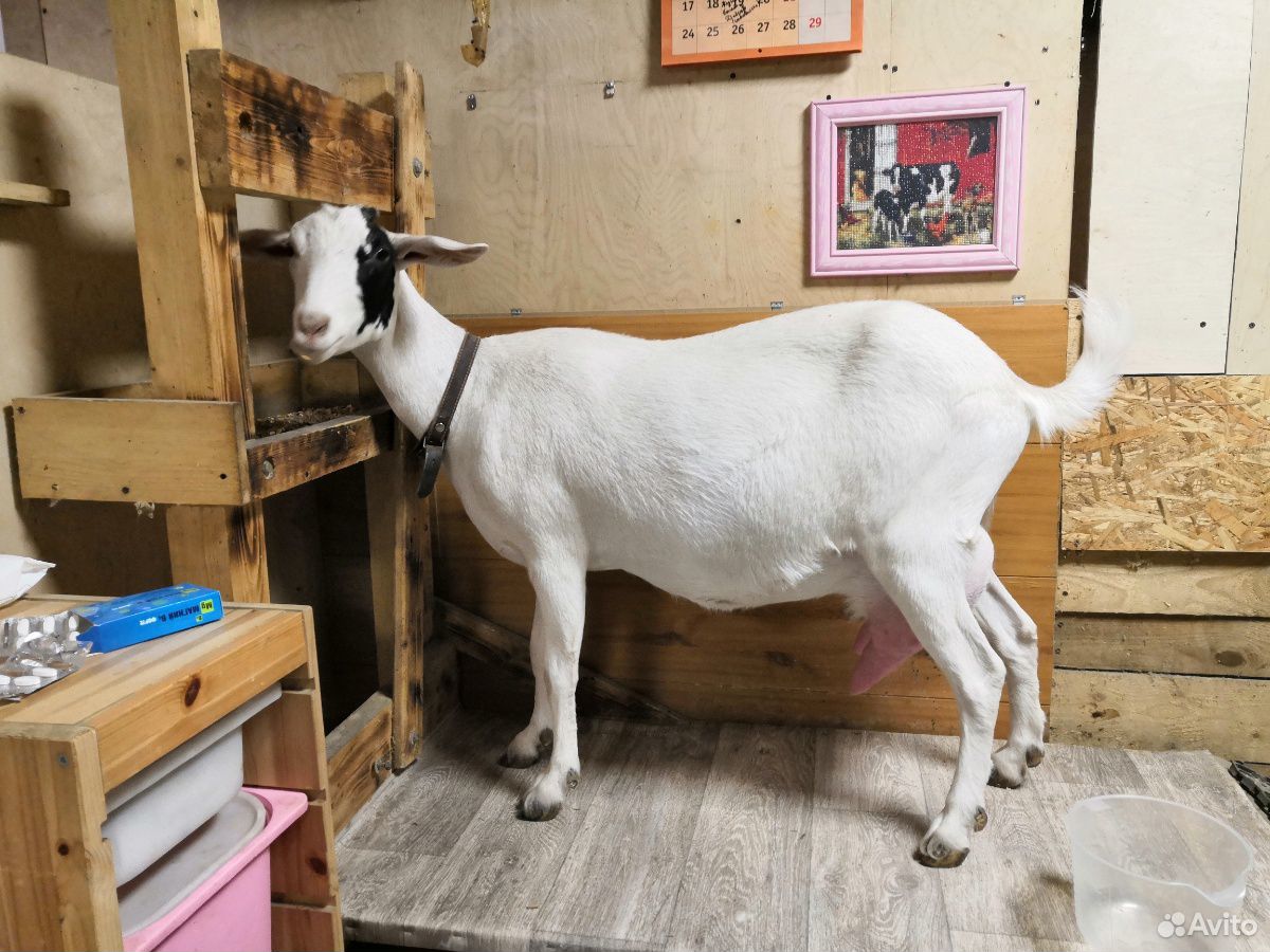 Коза дойная