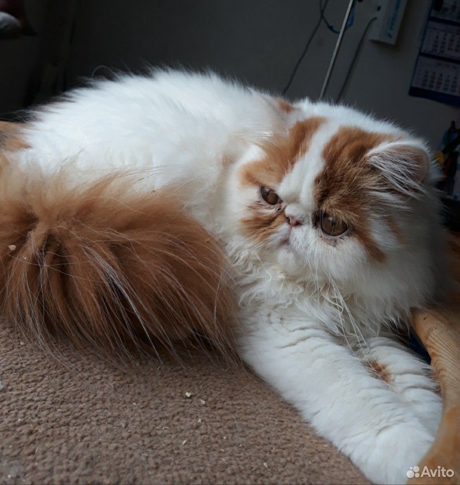 Персидская Красотуля