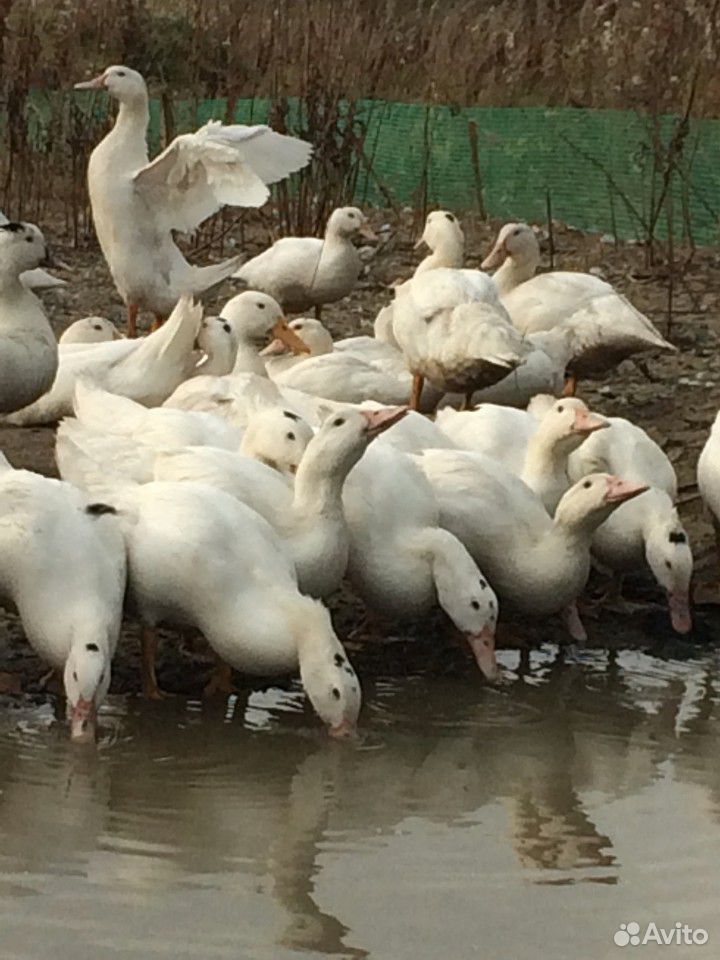 Утка Мулард, Индюки