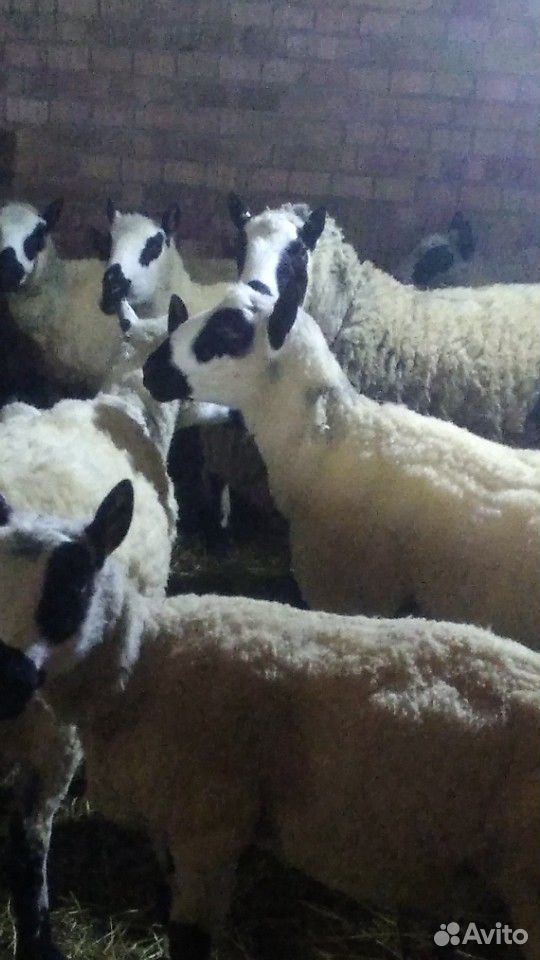 Бараны и Овцы Kerry Hill Керри Хилл